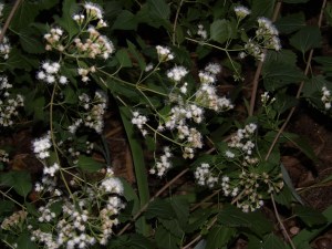 White mistflower, Shrubby boneset (Ageratina havanensis): A Seasonal ...