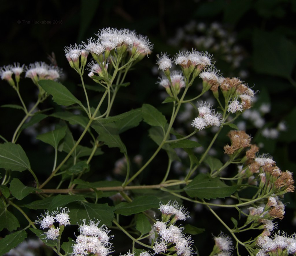 White mistflower, Shrubby boneset (Ageratina havanensis): A Seasonal ...