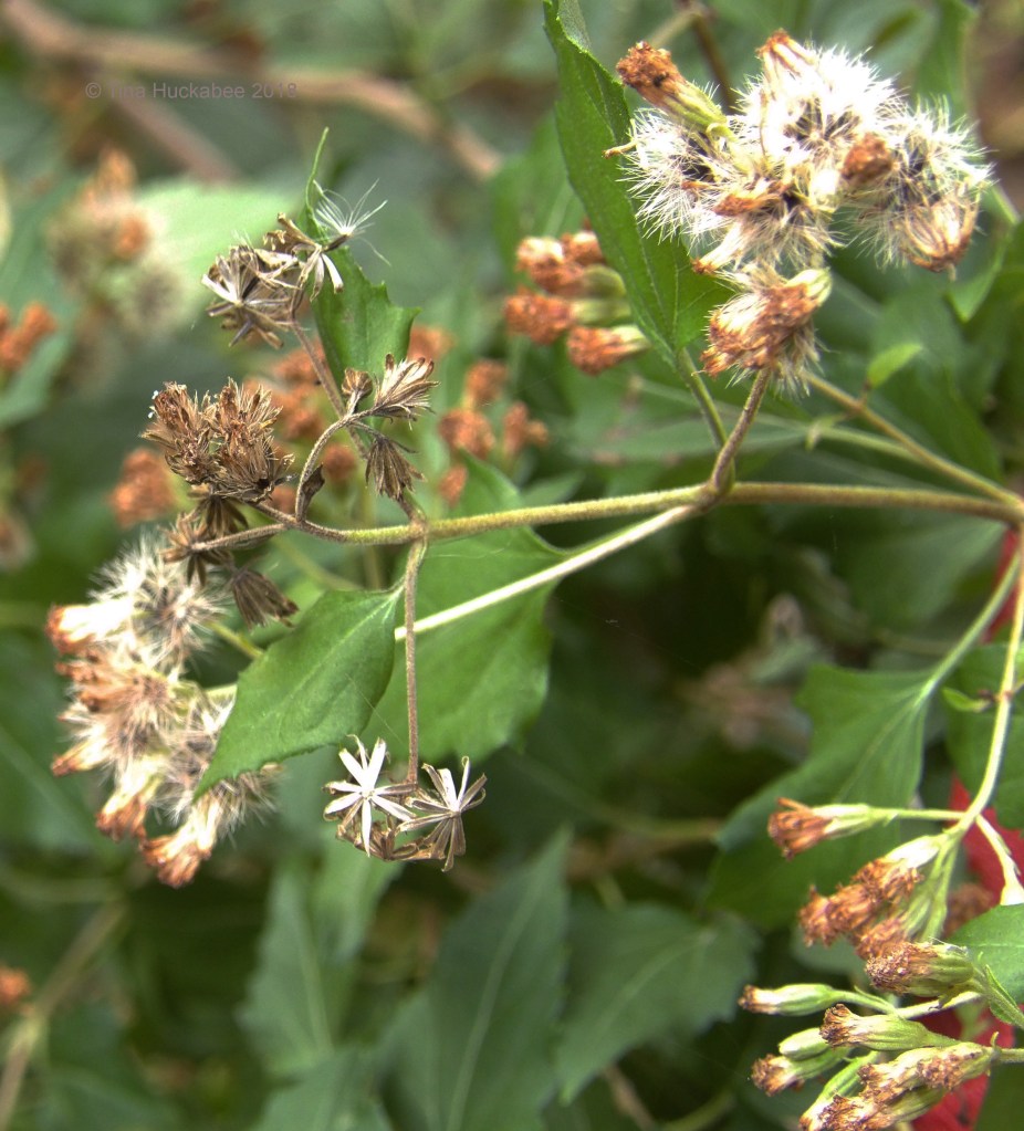 White mistflower, Shrubby boneset (Ageratina havanensis): A Seasonal ...