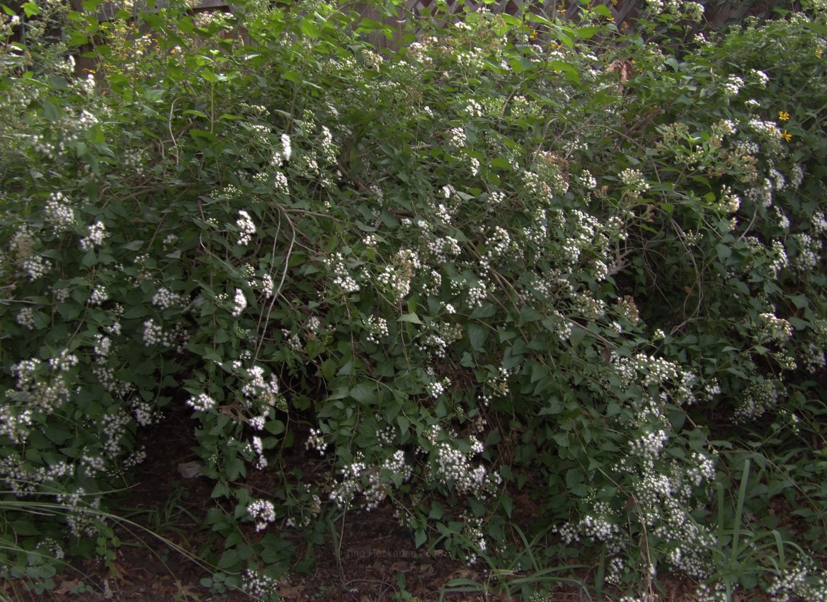 White mistflower, Shrubby boneset (Ageratina havanensis): A Seasonal ...
