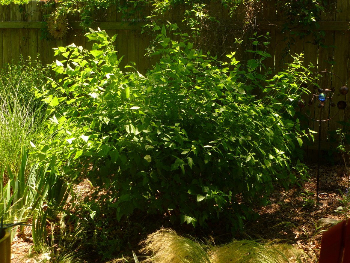 White mistflower, Shrubby boneset (Ageratina havanensis): A Seasonal ...