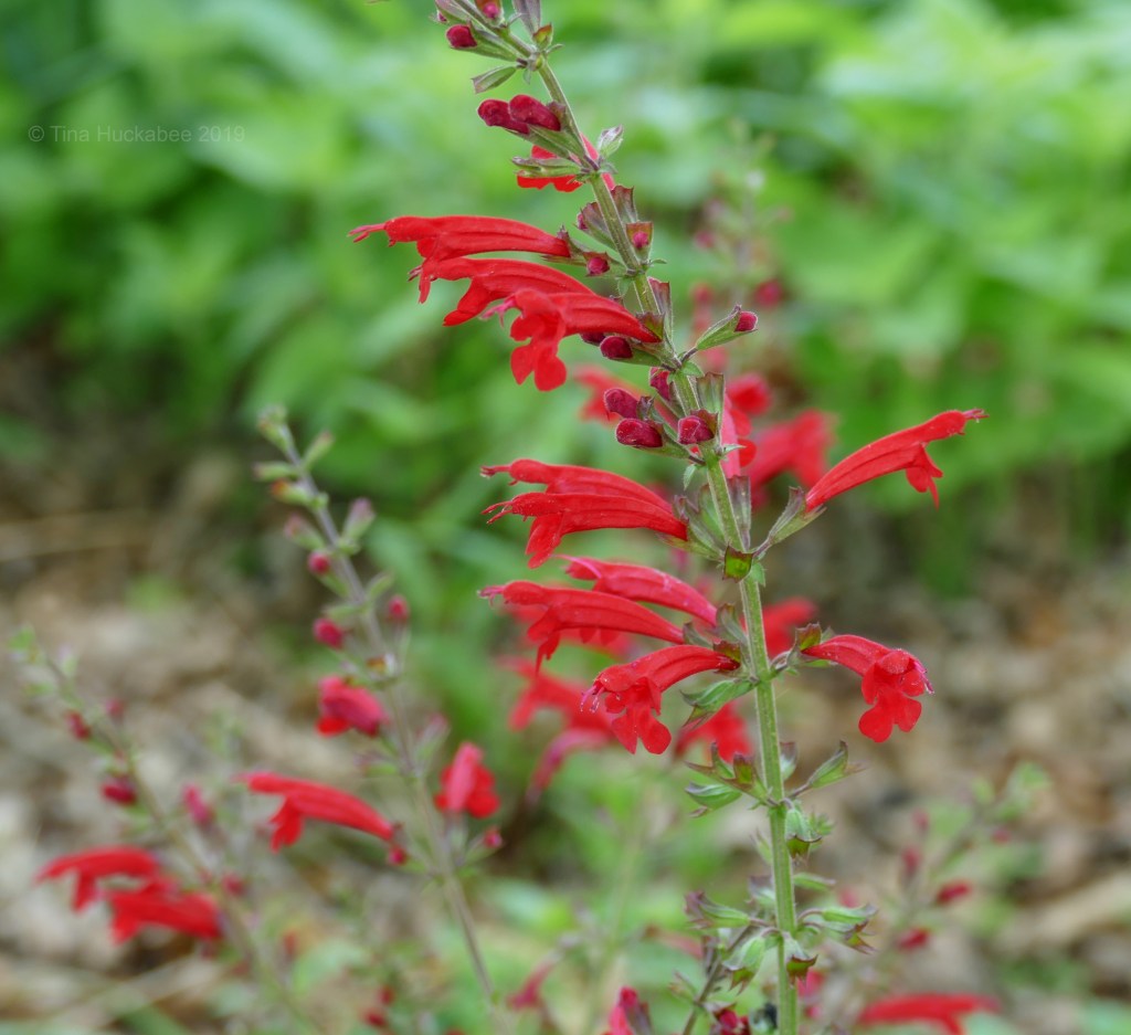 Seeing Red | My Gardener Says…