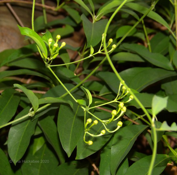 Yellow or Mexican Butterfly Vine (Mascagnia macroptera): A Seasonal ...
