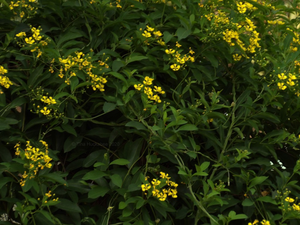 Yellow or Mexican Butterfly Vine (Mascagnia macroptera): A Seasonal ...