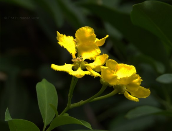 Yellow or Mexican Butterfly Vine (Mascagnia macroptera): A Seasonal ...