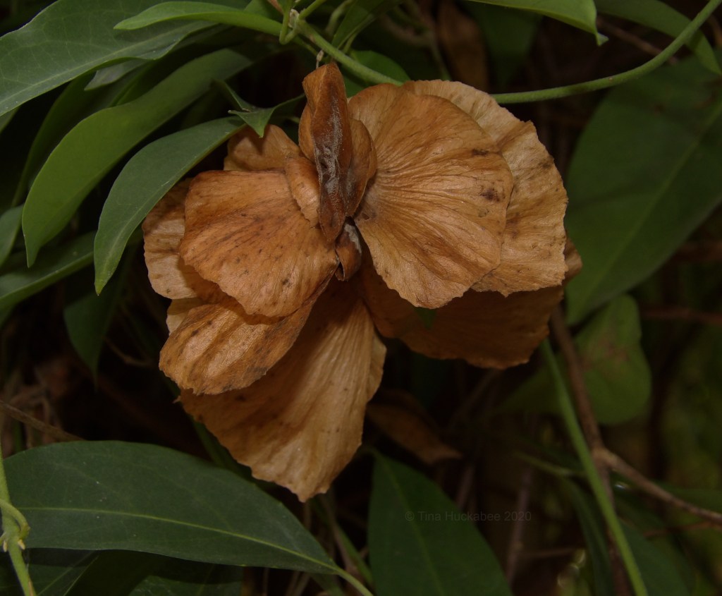 Yellow or Mexican Butterfly Vine (Mascagnia macroptera): A Seasonal ...