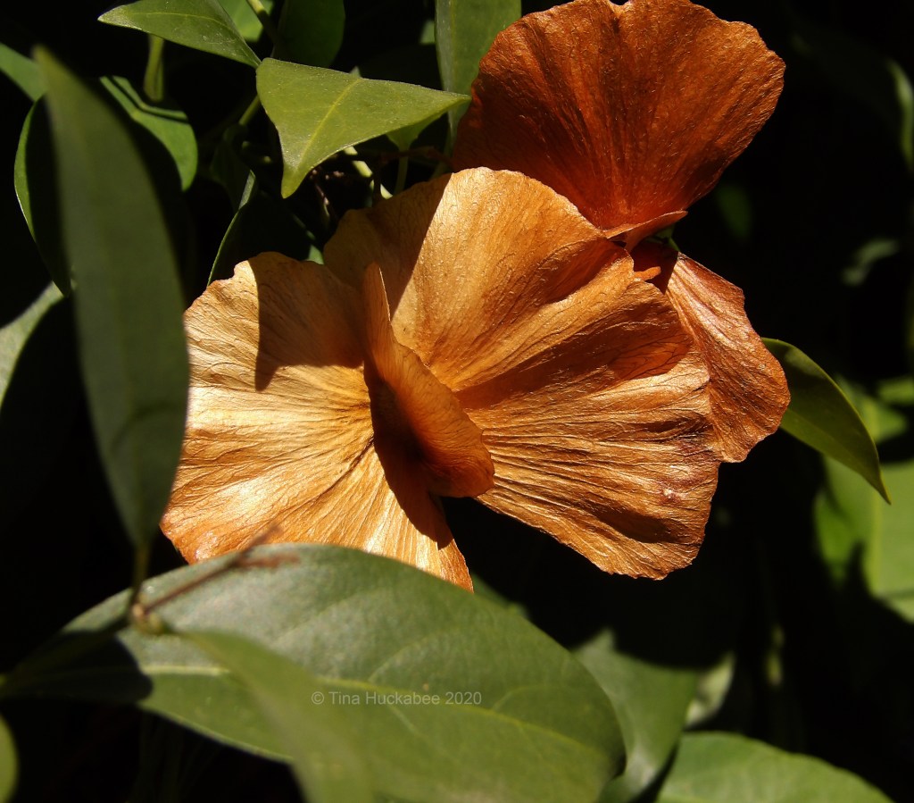 Yellow or Mexican Butterfly Vine (Mascagnia macroptera): A Seasonal ...