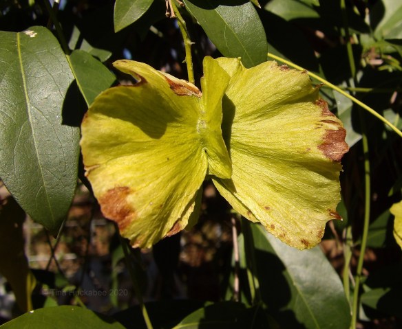 Yellow or Mexican Butterfly Vine (Mascagnia macroptera): A Seasonal ...