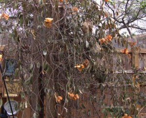 Yellow or Mexican Butterfly Vine (Mascagnia macroptera): A Seasonal ...