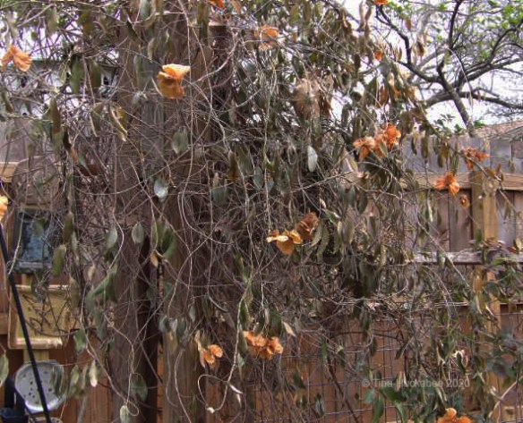 Yellow or Mexican Butterfly Vine (Mascagnia macroptera): A Seasonal ...
