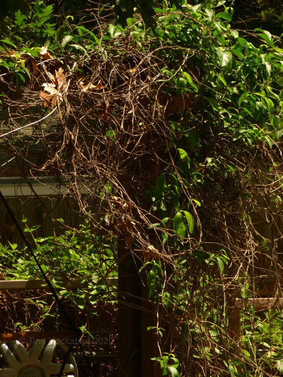 Yellow or Mexican Butterfly Vine (Mascagnia macroptera): A Seasonal ...