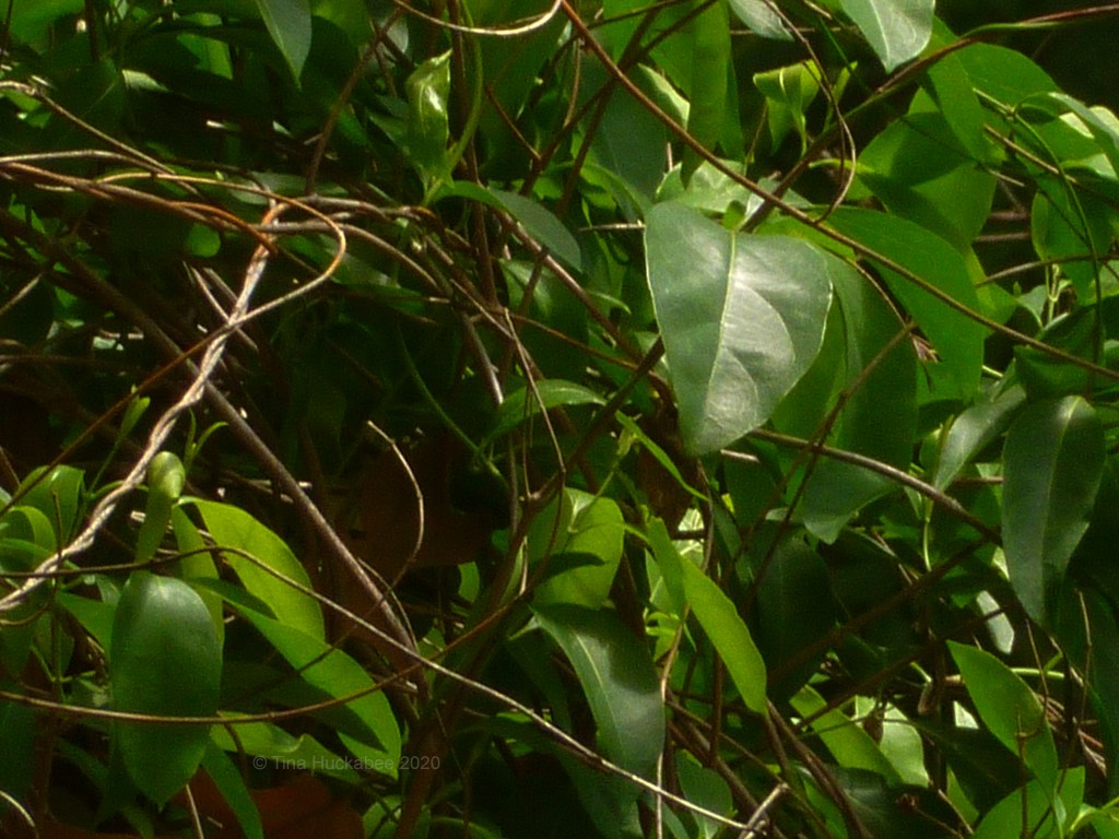 Yellow or Mexican Butterfly Vine (Mascagnia macroptera): A Seasonal ...