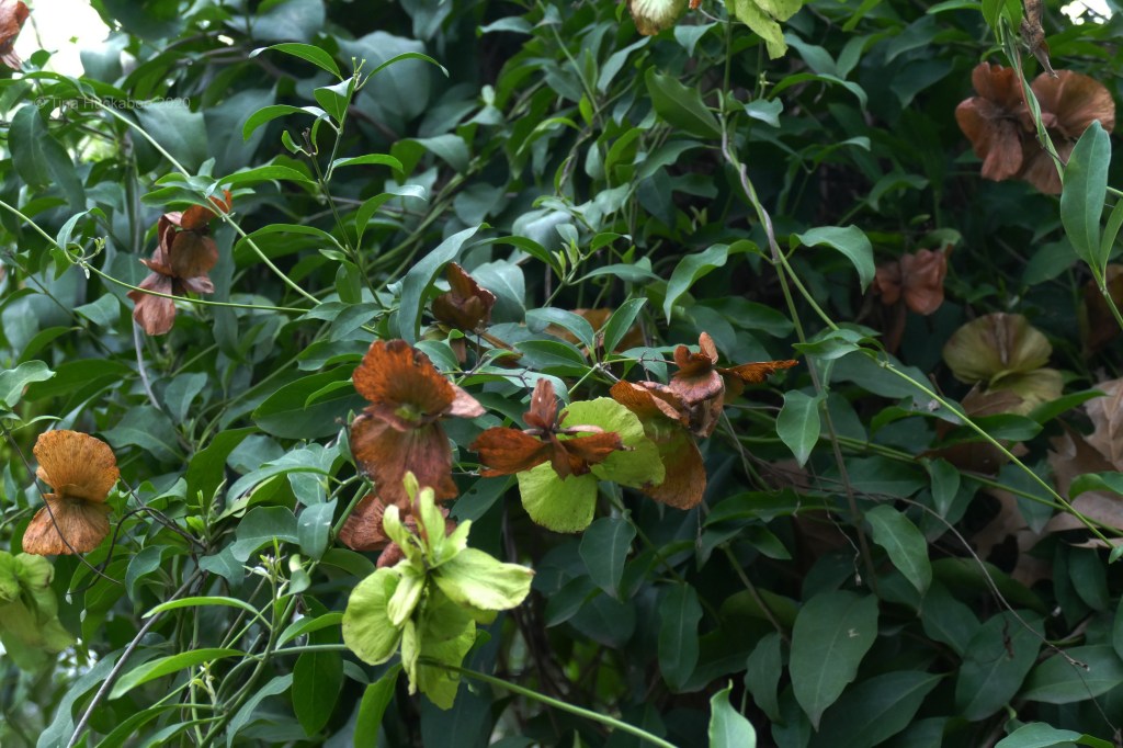 Yellow or Mexican Butterfly Vine (Mascagnia macroptera): A Seasonal ...