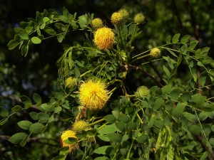 A Seasonal Look: Goldenball Leadtree (Leucaena retusa) | My Gardener Says…