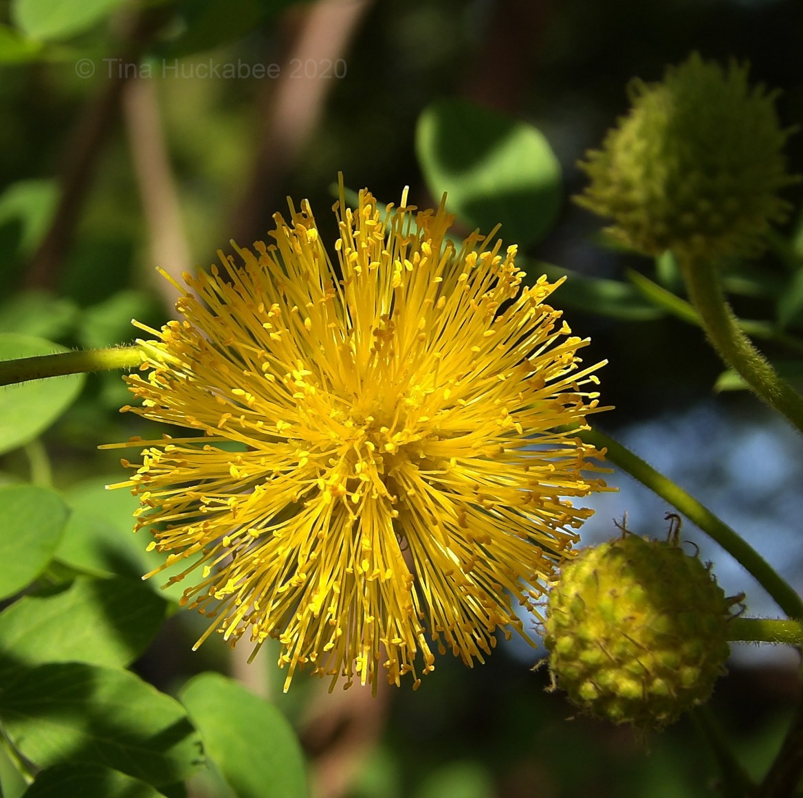 A Seasonal Look: Goldenball Leadtree (Leucaena retusa) | My Gardener Says…