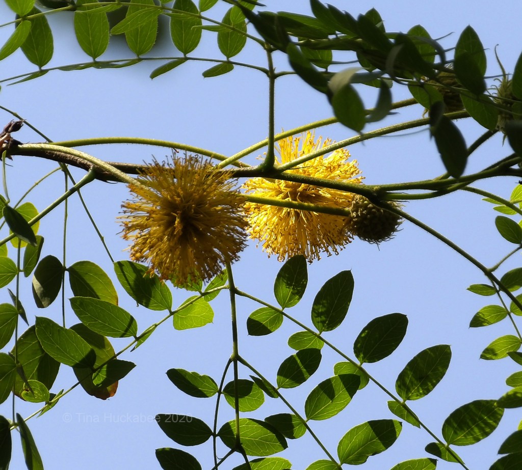 A Seasonal Look: Goldenball Leadtree (Leucaena retusa) | My Gardener Says…
