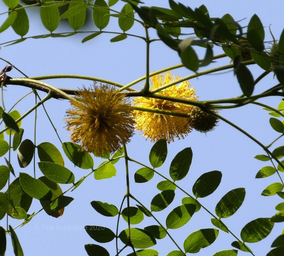 A Seasonal Look: Goldenball Leadtree (Leucaena retusa) | My Gardener Says…