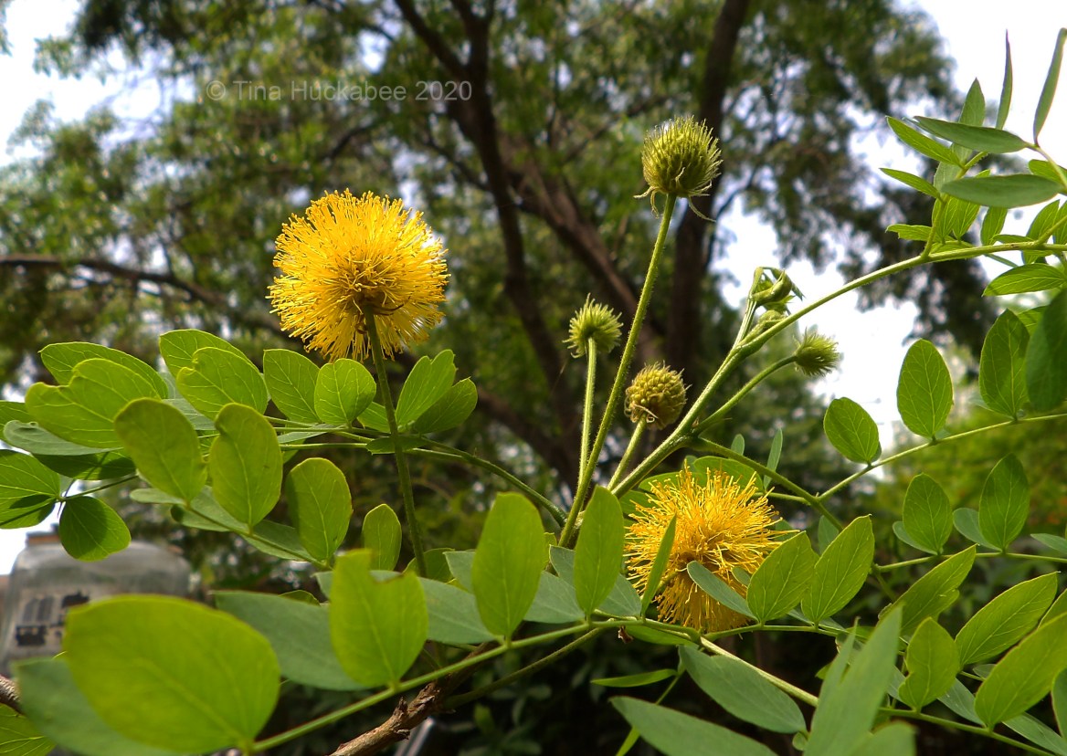 A Seasonal Look: Goldenball Leadtree (Leucaena retusa) | My Gardener Says…