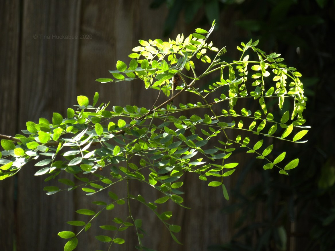 A Seasonal Look: Goldenball Leadtree (Leucaena retusa) | My Gardener Says…
