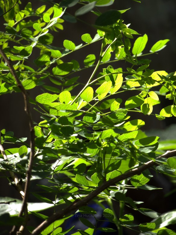 A Seasonal Look: Goldenball Leadtree (Leucaena retusa) | My Gardener Says…