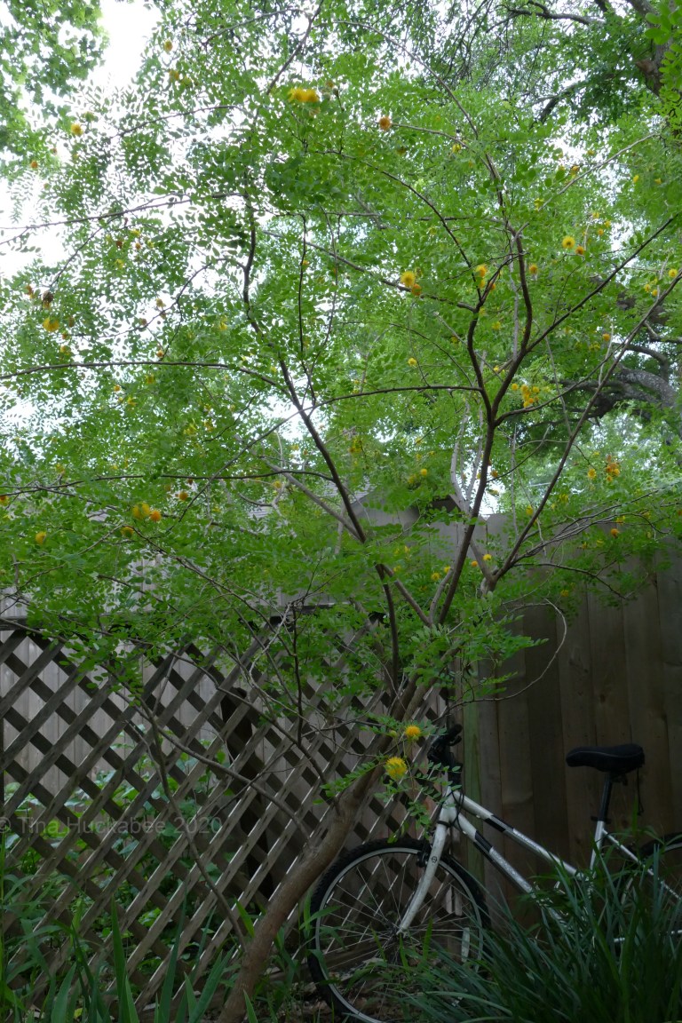 A Seasonal Look: Goldenball Leadtree (Leucaena retusa) | My Gardener Says…