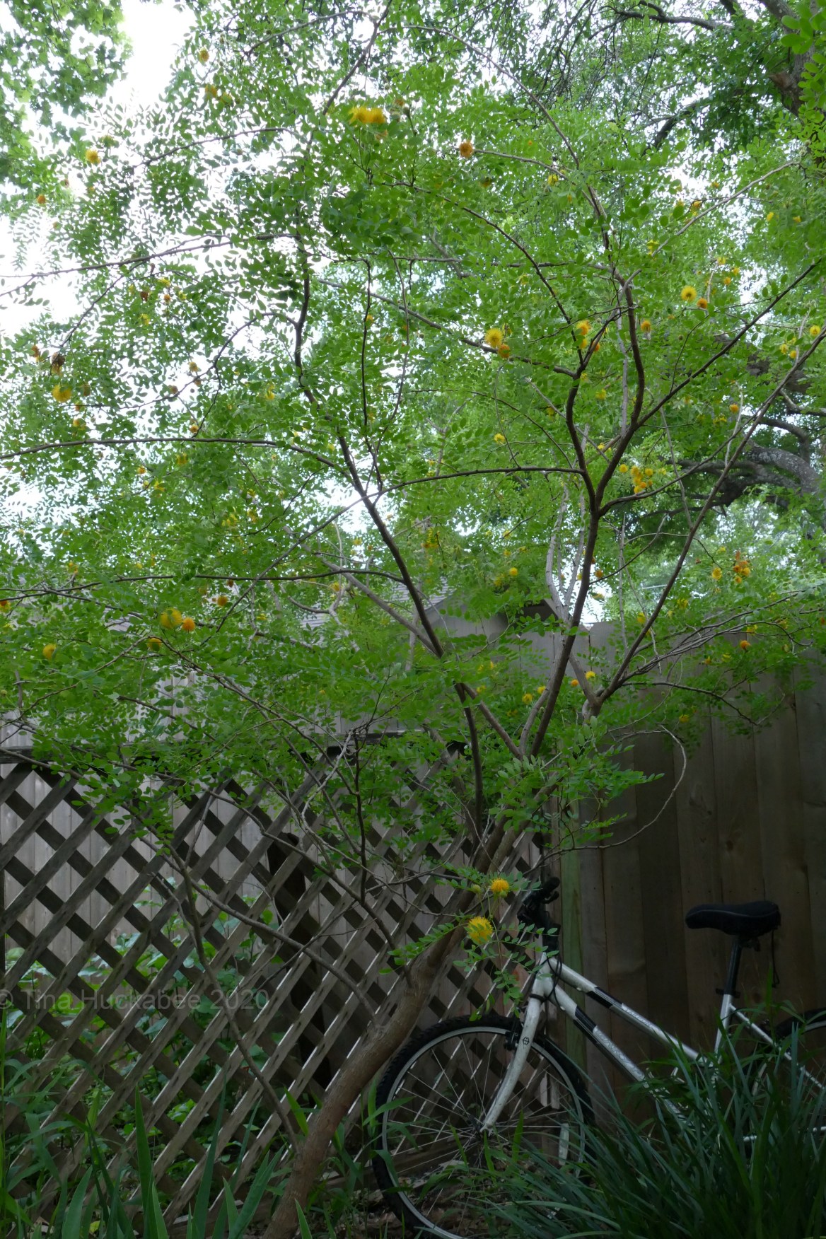 A Seasonal Look: Goldenball Leadtree (Leucaena retusa) | My Gardener Says…