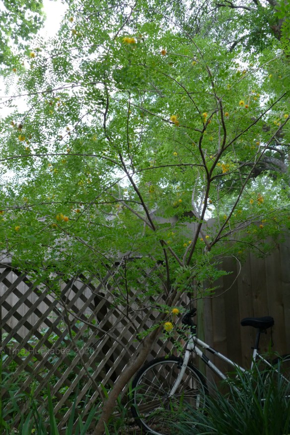 A Seasonal Look: Goldenball Leadtree (Leucaena retusa) | My Gardener Says…