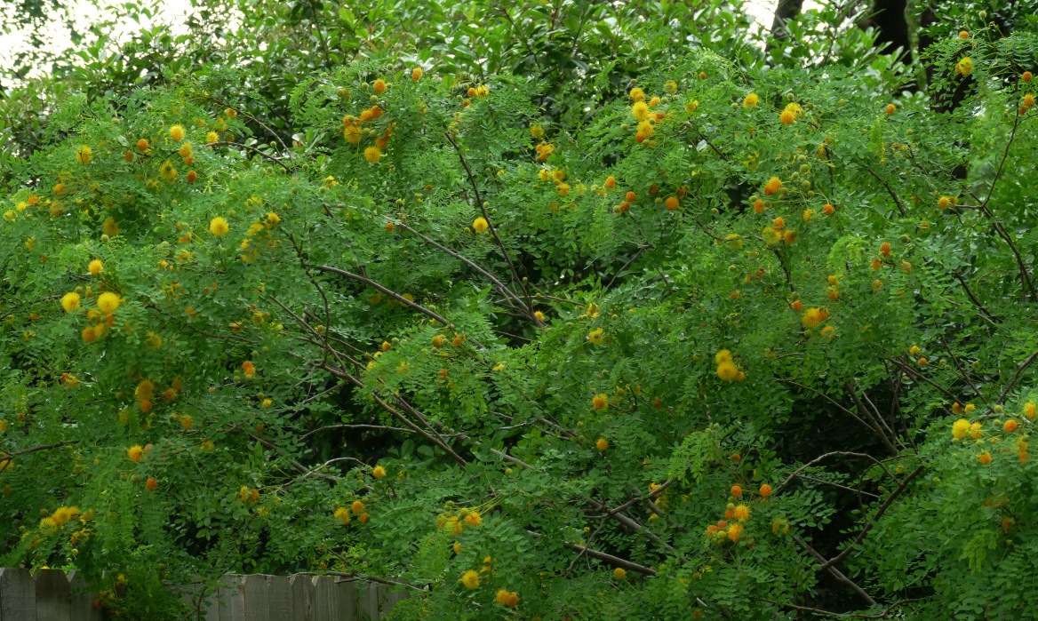 A Seasonal Look: Goldenball Leadtree (Leucaena retusa) | My Gardener Says…
