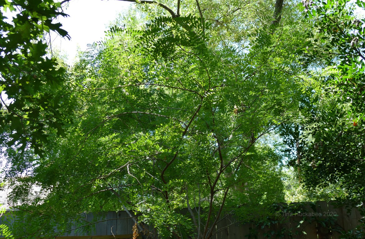A Seasonal Look: Goldenball Leadtree (Leucaena retusa) | My Gardener Says…