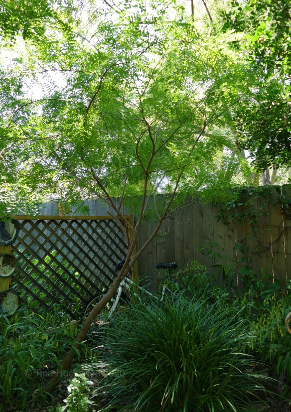 A Seasonal Look: Goldenball Leadtree (Leucaena retusa) | My Gardener Says…