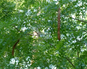A Seasonal Look: Goldenball Leadtree (Leucaena retusa) | My Gardener Says…