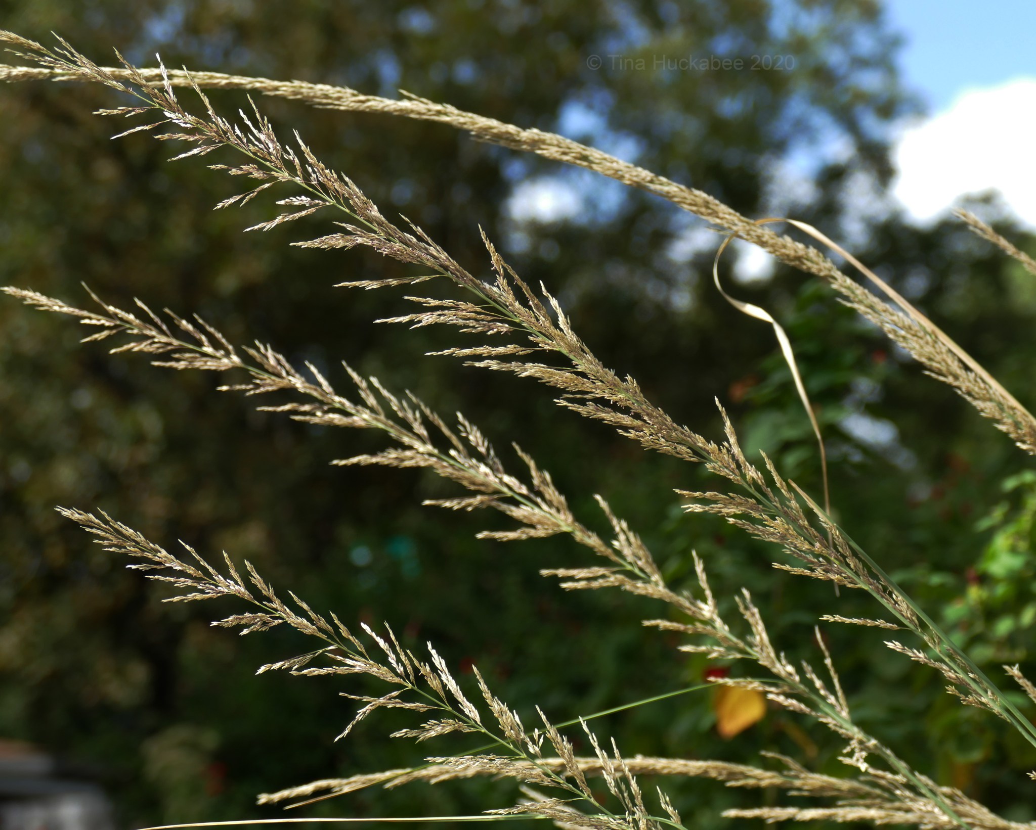 Inland Sea Oats | My Gardener Says…