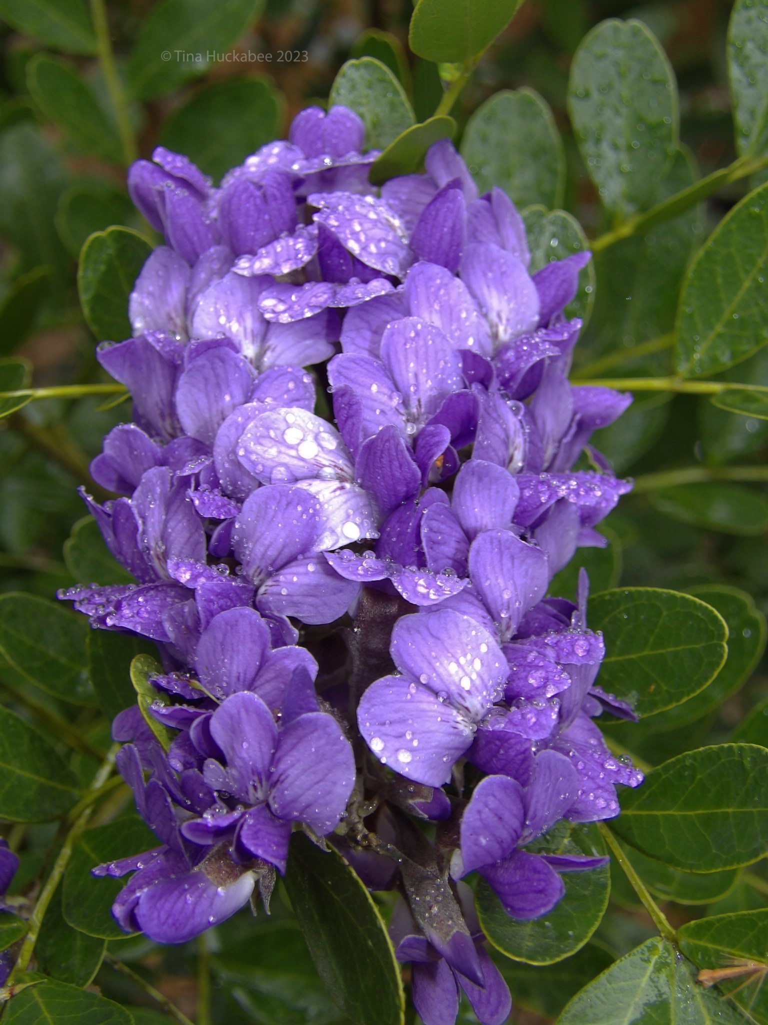 Texas Mountain Laurel (Sophora secundiflora): A Seasonal Look | My ...