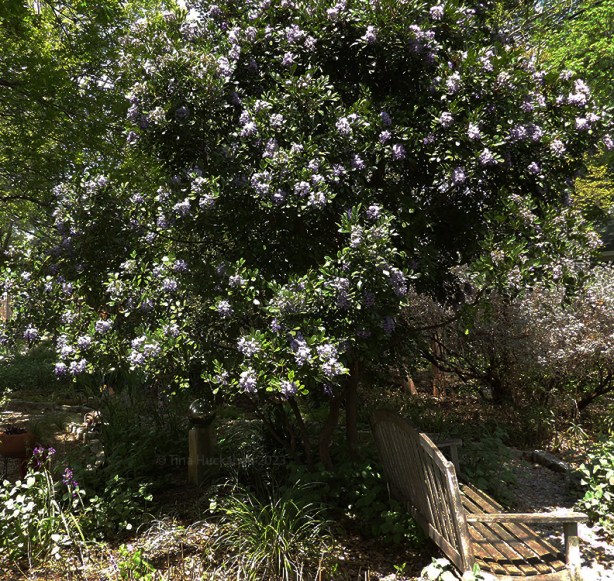 Texas Mountain Laurel (Sophora secundiflora): A Seasonal Look | My ...