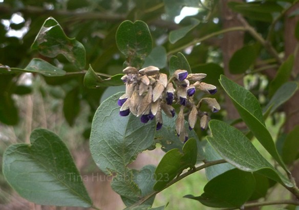 Texas Mountain Laurel (Sophora secundiflora): A Seasonal Look | My ...