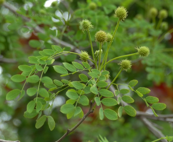 Packera obovata | My Gardener Says…