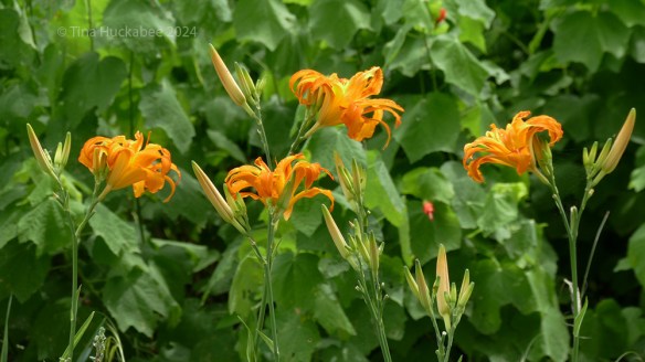 My Gardener Says… | Yeah, it's work, but it's less work than grass and ...