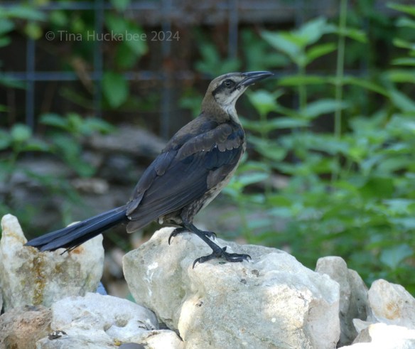 My Gardener Says… | Yeah, it's work, but it's less work than grass and ...